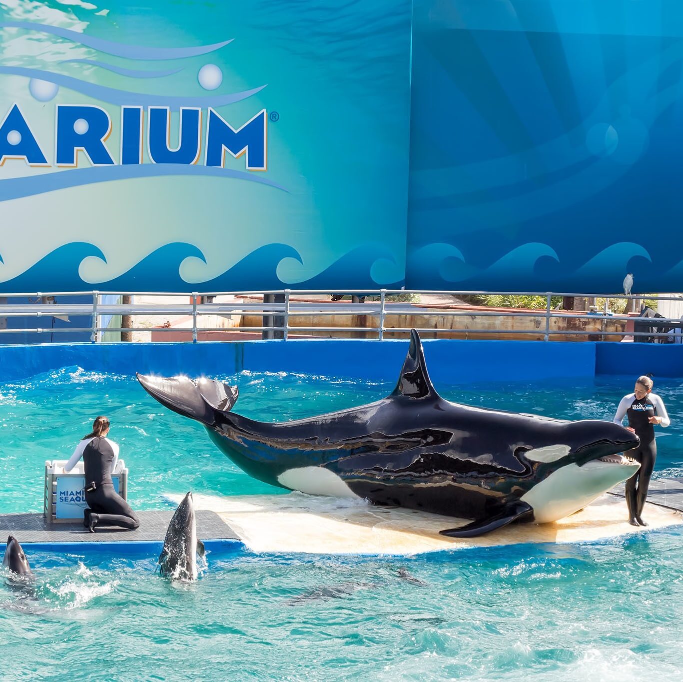 Miami Seaquarium killer whale Lolita being treated for illness – Bugle ...